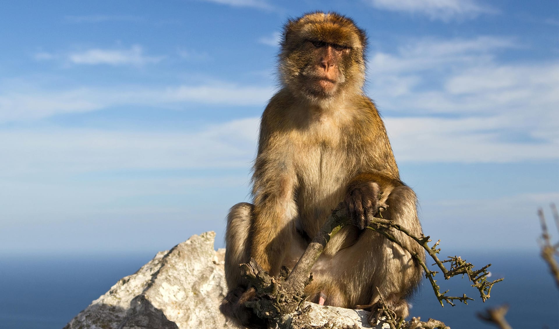 Barbary Macaque Facts Distribution And Population Biodb